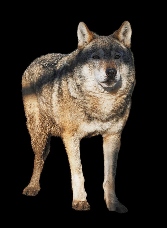 Wolf Standing Grey Full Size Cute Stock Image - Image of isolated ...
