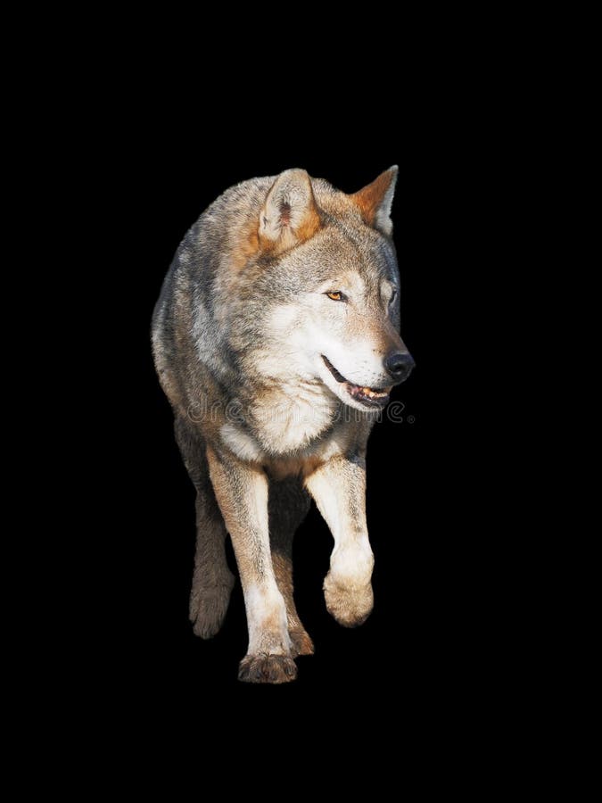 Wolf Standing Grey Full Size Cute Stock Photo - Image of danger ...