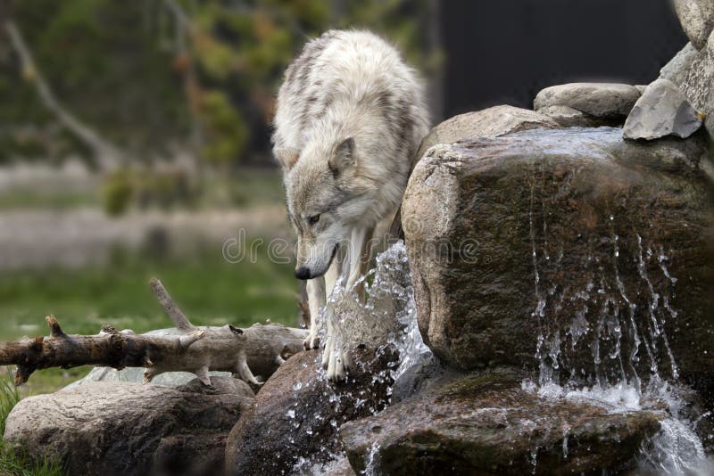 Wolf Standing Near Cascading Water Stock Image - Image of water, grey ...