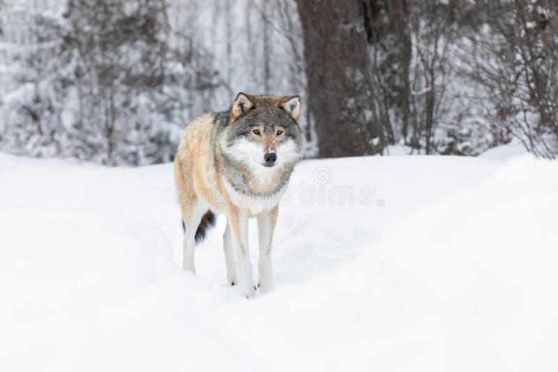 Wolf Standing in the Snow in Beautiful Winter Landscape Stock Image ...