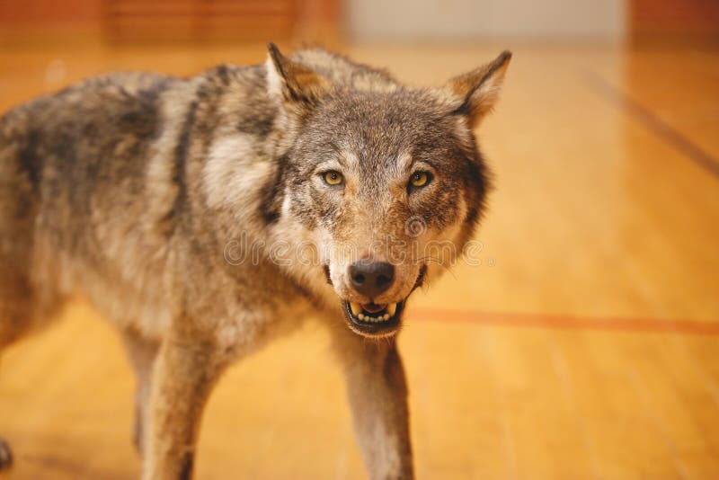 Wolf Standing There Waiting Stock Image - Image of teef, black: 190713255