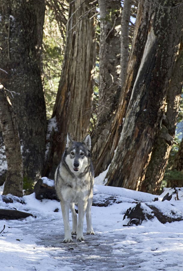 Wolf Standing among Trees in Winter Forest Stock Image - Image of ...