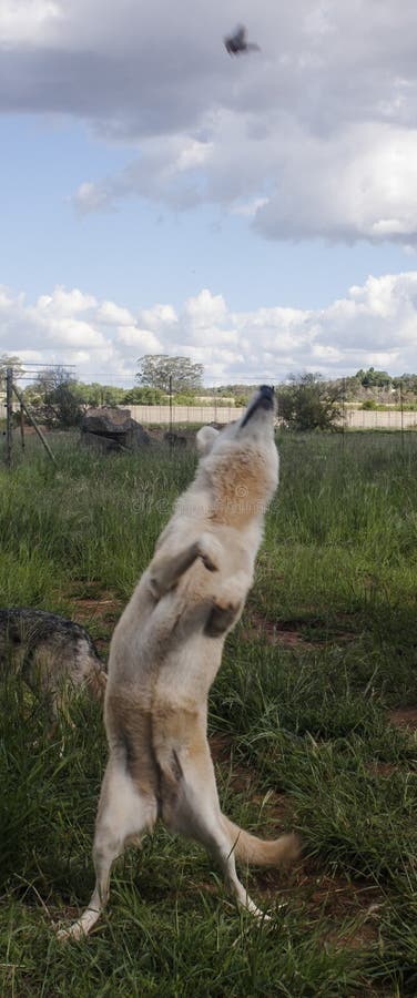 Wolf stock image. Image of animallovers, landscape, wildanimal - 88877031