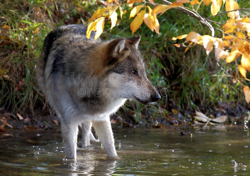 Wolf Standing in the Water at the Edge of a Pond Stock Image - Image of ...