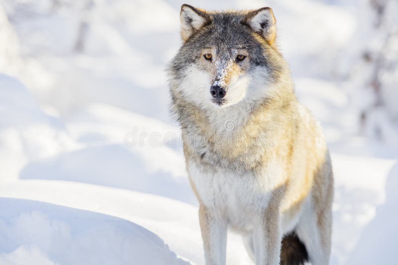 Wolf Stands in Beautiful Winter Forest Stock Photo - Image of ...