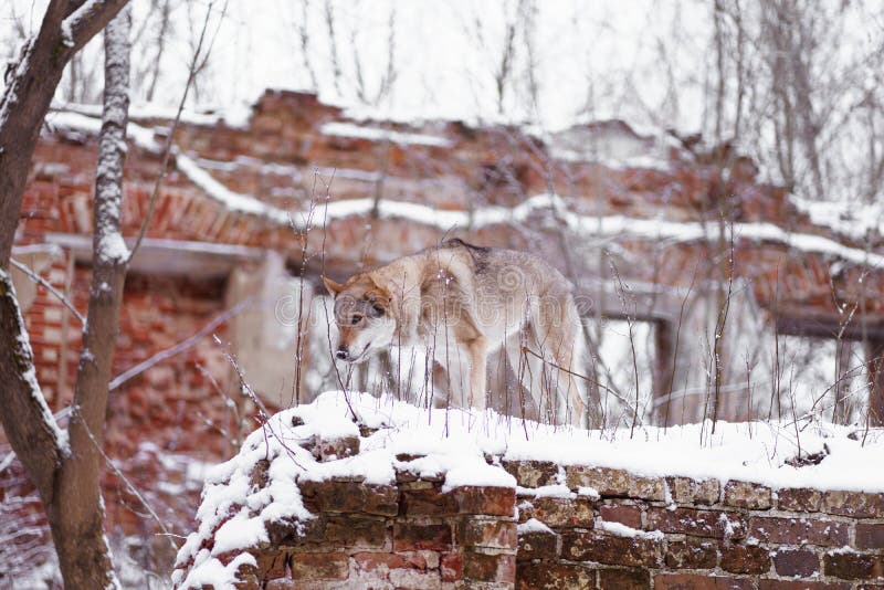 A Wolf Stands on a Brick Wall Stock Photo - Image of predatory, russian ...