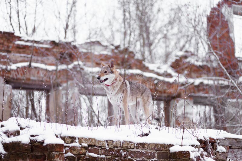 A Wolf Stands on a Brick Wall Stock Image - Image of light, female ...