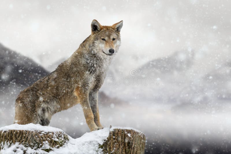 Wolf Stands on a Felled Tree Against the Background of Mountains in ...
