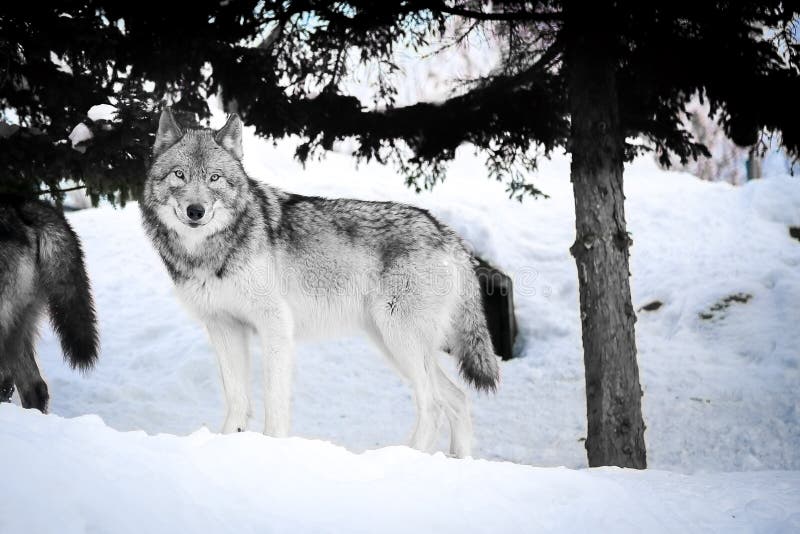 What Is The Japanese Name For Wolf