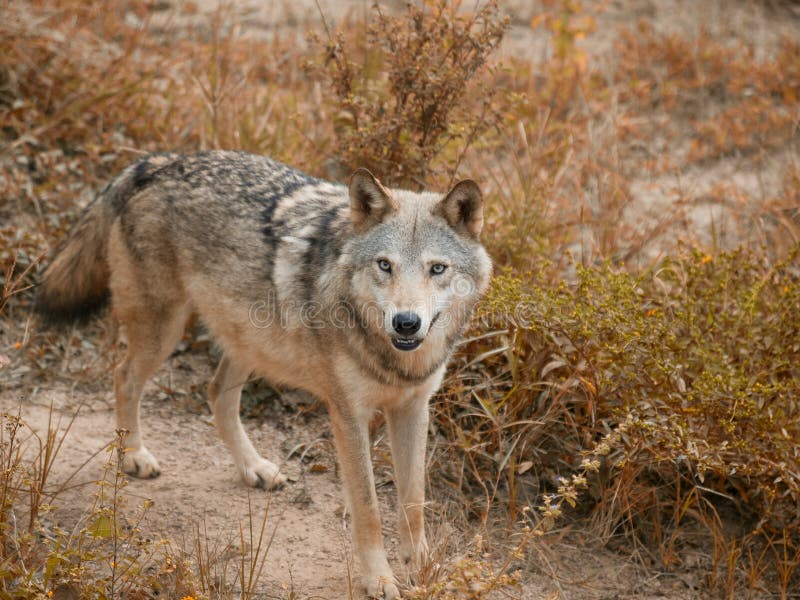 Wolf Staring Back Picture. Image: 7749785
