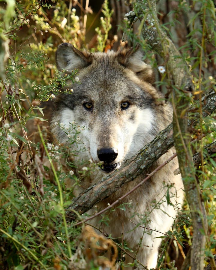 Wolf Staring Out from between Bushes Stock Photo - Image of wild, wolf ...