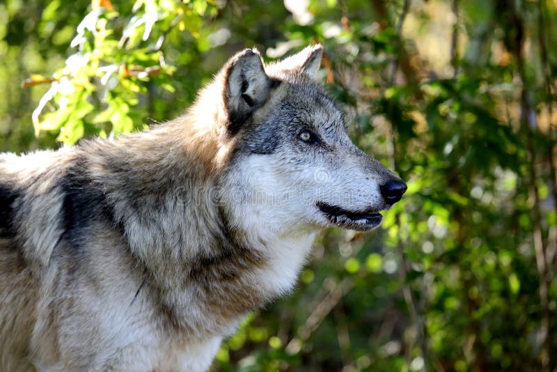 Wolf Staring To the Side Intently Stock Image - Image of nature ...