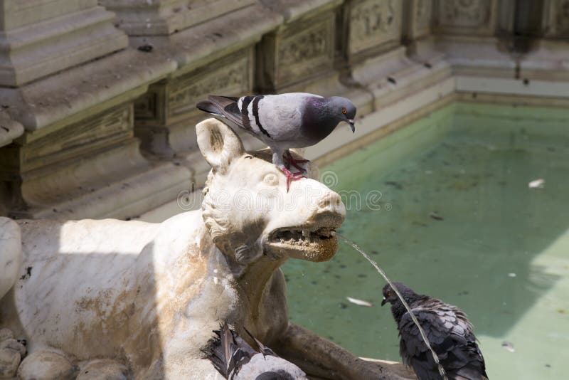 Wolf statue in a fountain stock image. Image of wildlife - 160049459