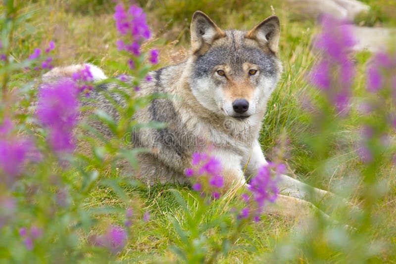 Wolf Steht in Einer Graswiese Mit Blumen Still Stockfoto - Bild von ...
