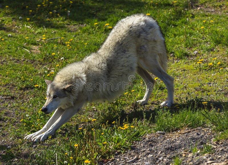 Wolf Stretching stock image. Image of center, lupus, carnivore - 25509335