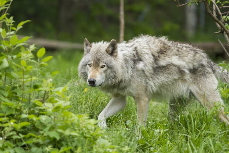 Wolf in summer stock image. Image of parkforest, canada - 39114683