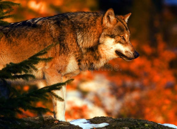 Wolf sunrise stock photo. Image of changing, clouds, beauty - 525184