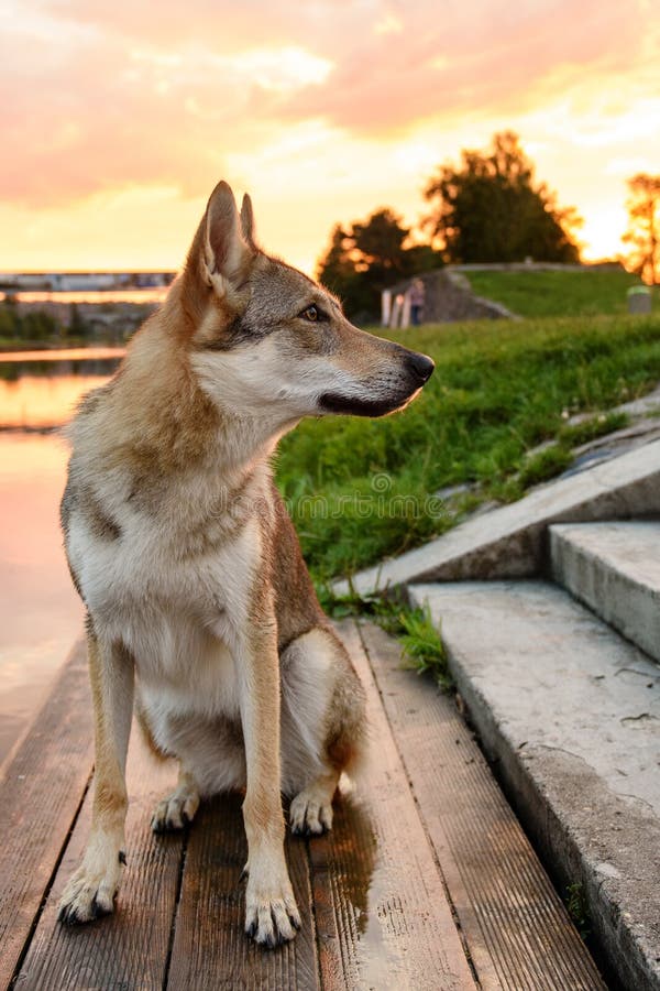 Wolf at sunset stock image. Image of canine, wild, canis - 125188519
