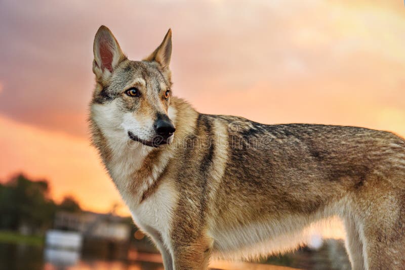Wolf at sunset stock photo. Image of nature, cute, natural - 87865558