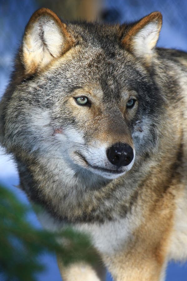 Wolf in Sweden stock image. Image of arctic, hairy, mammal - 8772653