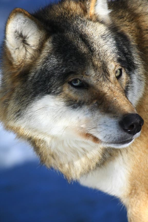 Wolf in Sweden stock image. Image of forest, bite, furry - 8773469