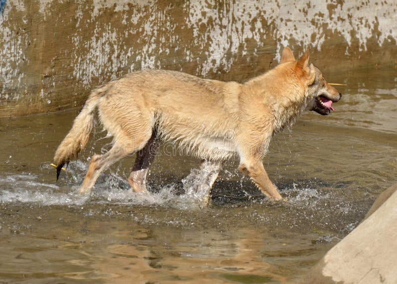 Wolf swims in pond stock photo. Image of spring, portrait - 53514246