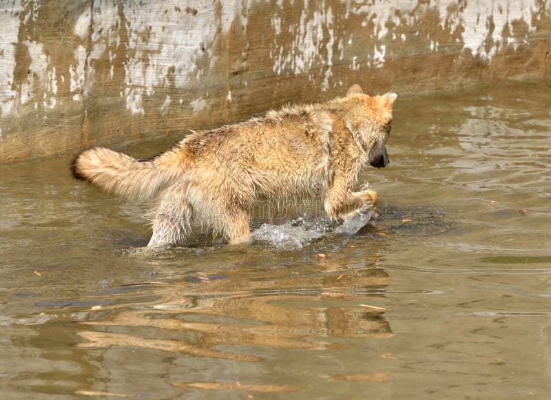 Wolf in spring stock photo. Image of danger, natural - 53519562