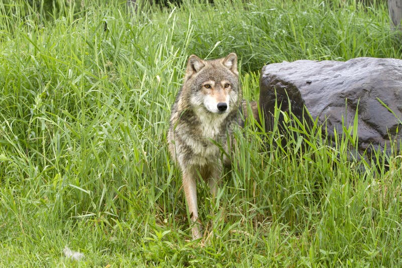 Wolf in Tall Grass stock photo. Image of face, hunter - 85375362