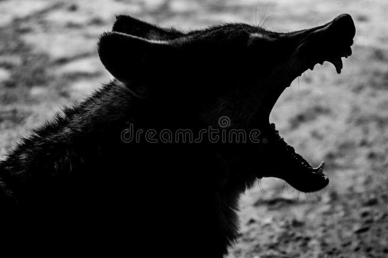 Wolf teeth stock photo. Image of nature, jungle, eyes - 30716472