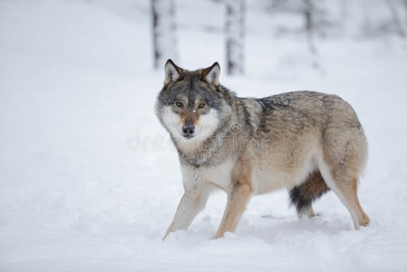 Wolf in thick snow stock photo. Image of creature, close - 93214922