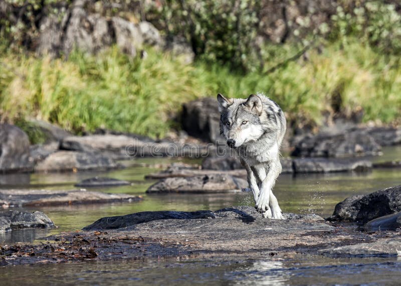 Traditional Serbian Clothing, Vojvodina, Serbia Stock Image - Image of ...