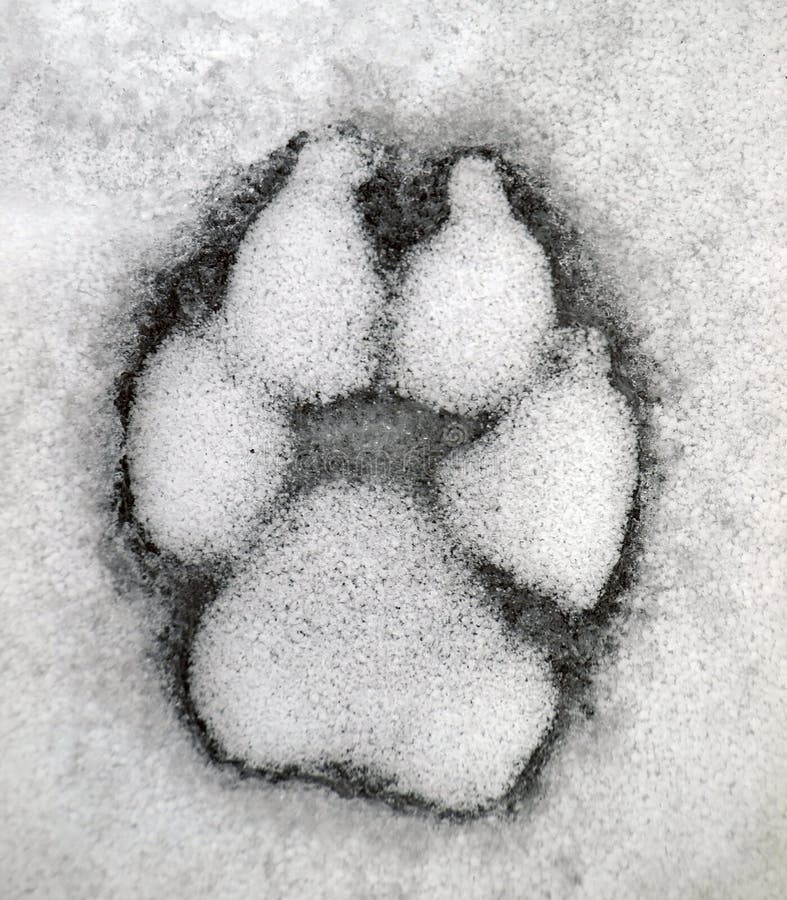 Wolf track stock image. Image of science, nature, wild - 24045735