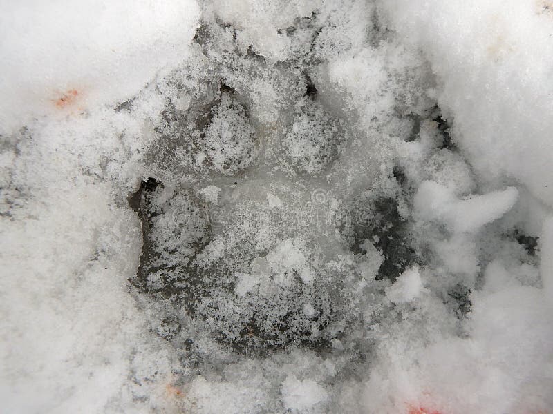 Wolf track in the snow, stock photo. Image of frozen - 106031900