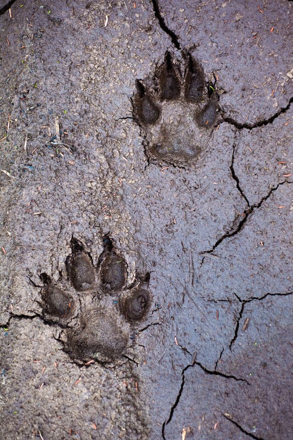 Wolf tracks stock image. Image of foot, claws, wolves - 16197565