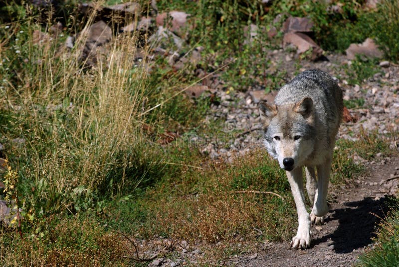 Wolf on Trail - Right Side stock photo. Image of trot, wild - 269044
