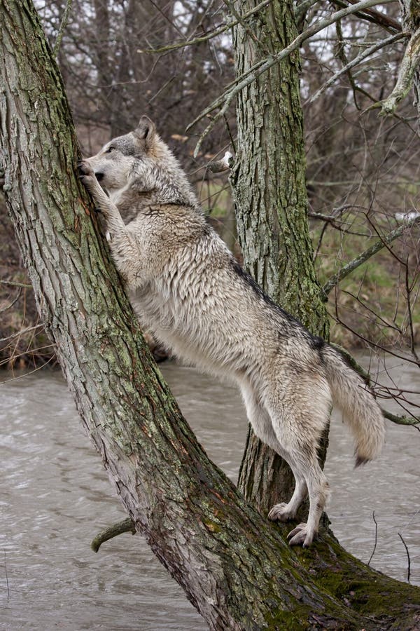The Wolf Tree Trail Below Rock Formations in Smith Rock State Park ...