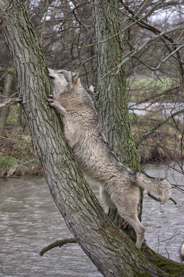 Wolf in a Tree stock photo. Image of wild, mammal, head - 62367700