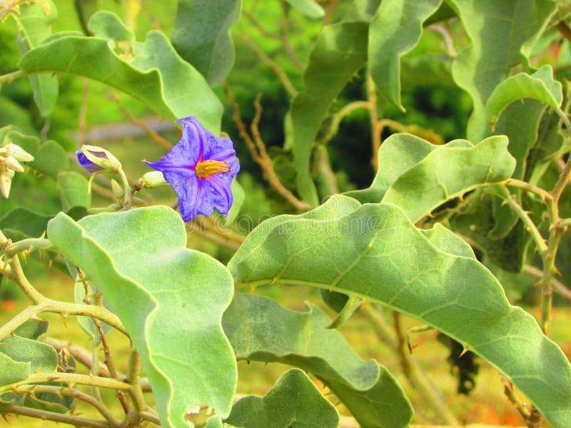 A Wolf Tree Solanum Lycocarpum with a Flower Stock Photo - Image of ...
