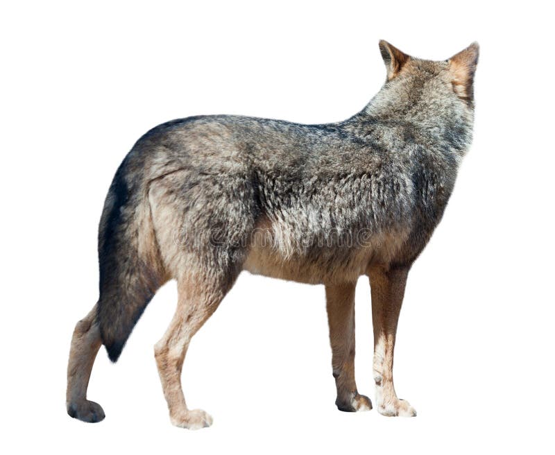 Wolf turned away stock image. Image of cutouts, wild - 41228979