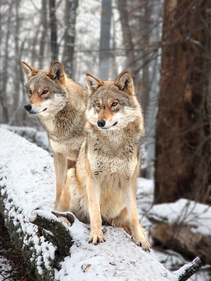 Wolves Sit Stock Photos - Free & Royalty-Free Stock Photos from Dreamstime