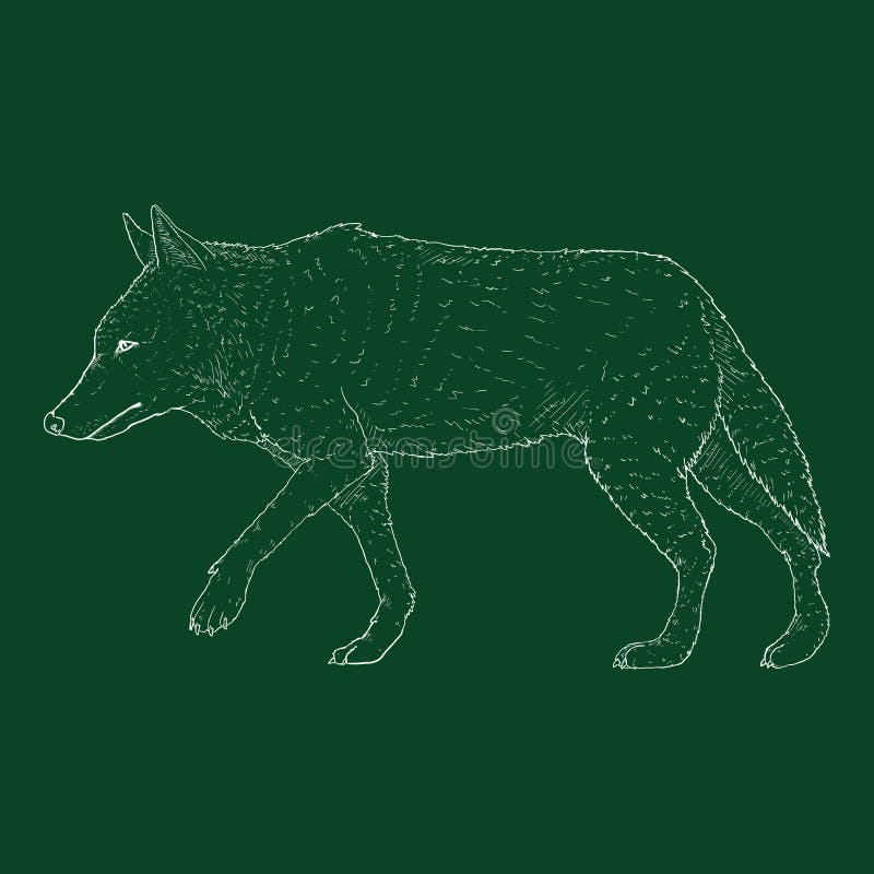 Wolf Vector Chalk Sketch Illustration Stock Vector - Illustration of ...