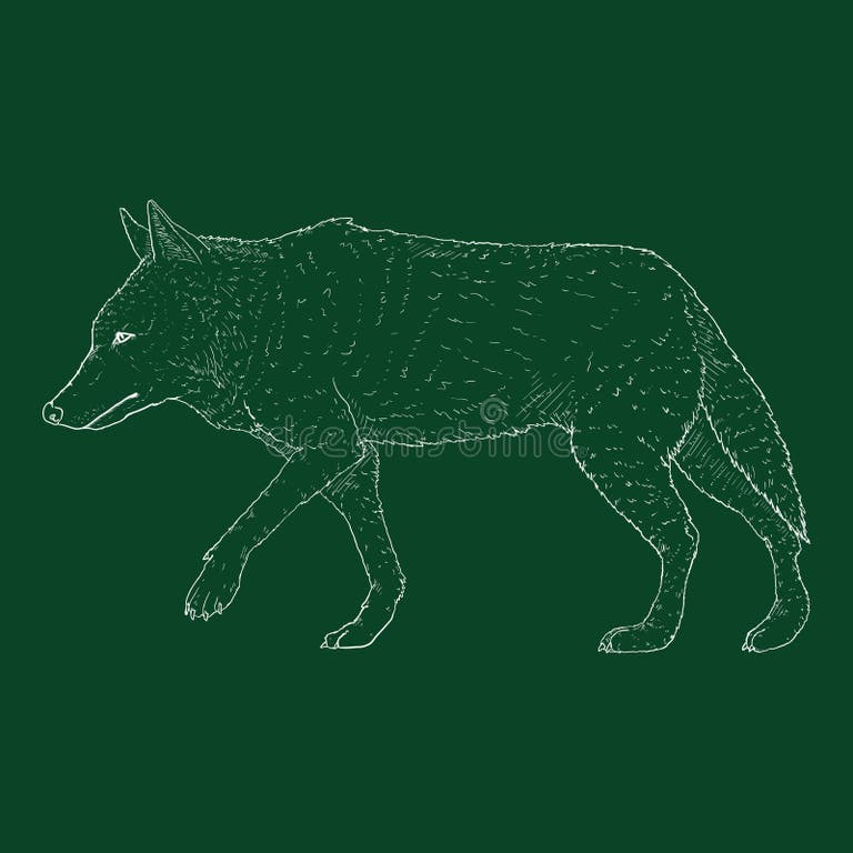Wolf Side View Stock Illustrations – 990 Wolf Side View Stock ...