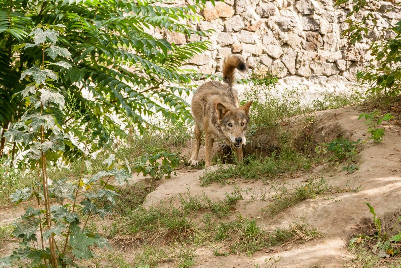 Wolf with a view stock image. Image of canis, eyes, creature - 89966323