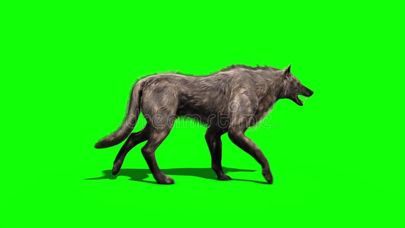 Wolf Walk Cycle Green Screen 3D Rendering Animation Stock Video - Video ...