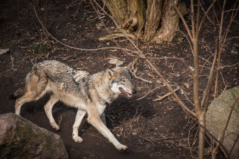 Wolf walking in a forest stock image. Image of olfaction - 68499209