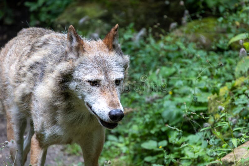 A Wolf is Walking through a Forest with Green Plants and Moss Stock ...