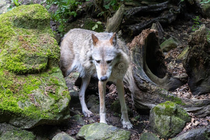 A Wolf is Walking through a Forest with Green Plants and Moss Stock ...