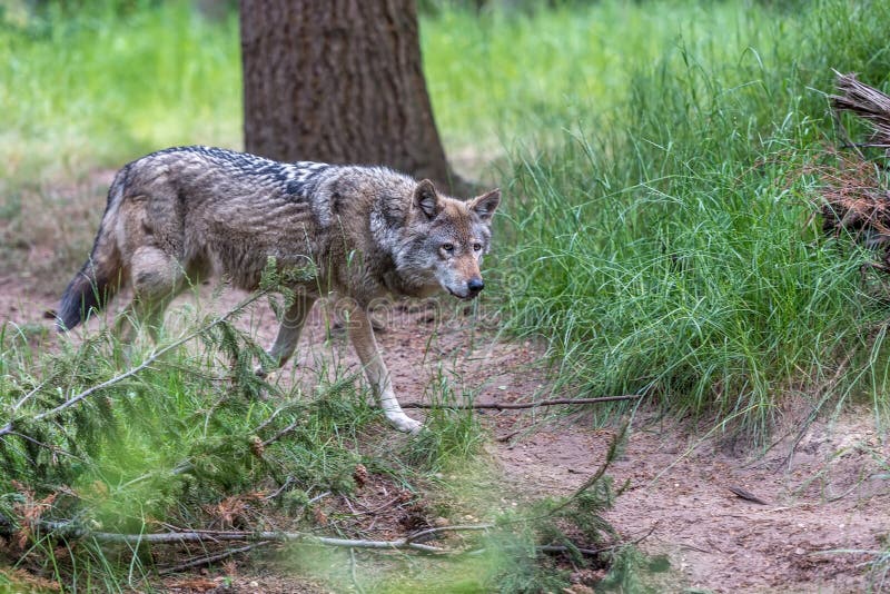 2 Wolves Walking Stock Photos - Free & Royalty-Free Stock Photos from ...