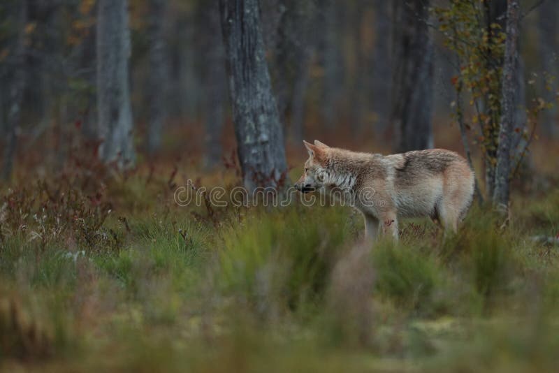 Wolf Walking through a Forest. Stock Photo - Image of woodland, nature ...
