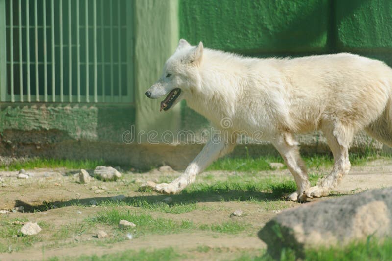 906 Female Timber Wolf Portrait Stock Photos - Free & Royalty-Free ...